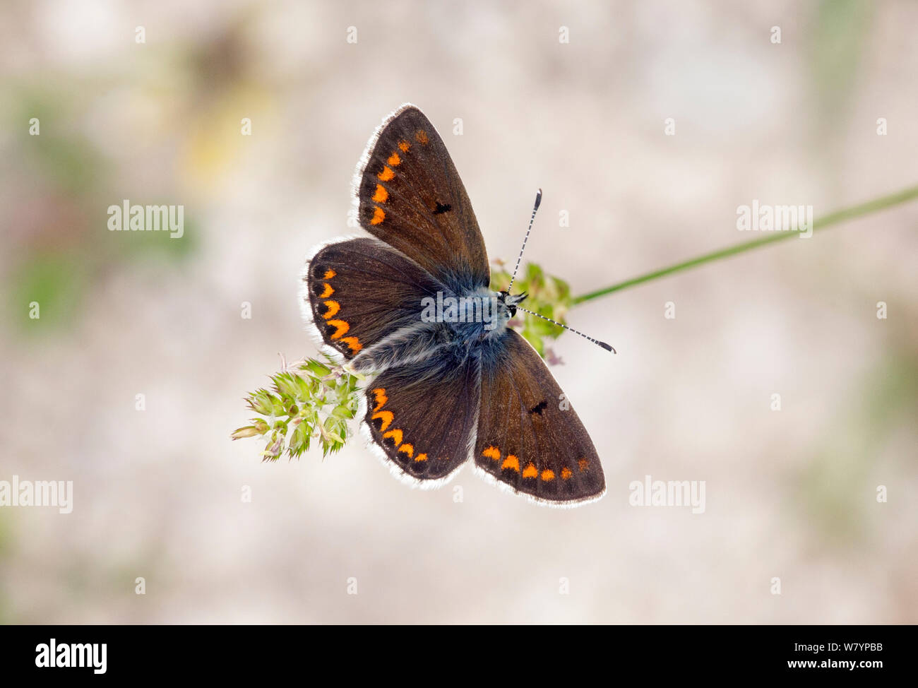 Uk common butterfly hi-res stock photography and images - Alamy