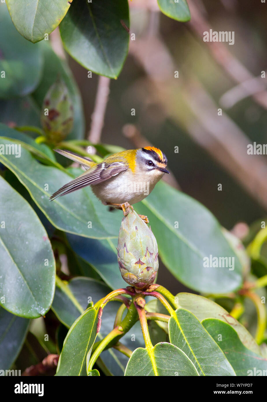 Firecrest (Regulus ignicapillus) male, Wiltshire, UK, April Stock Photo ...