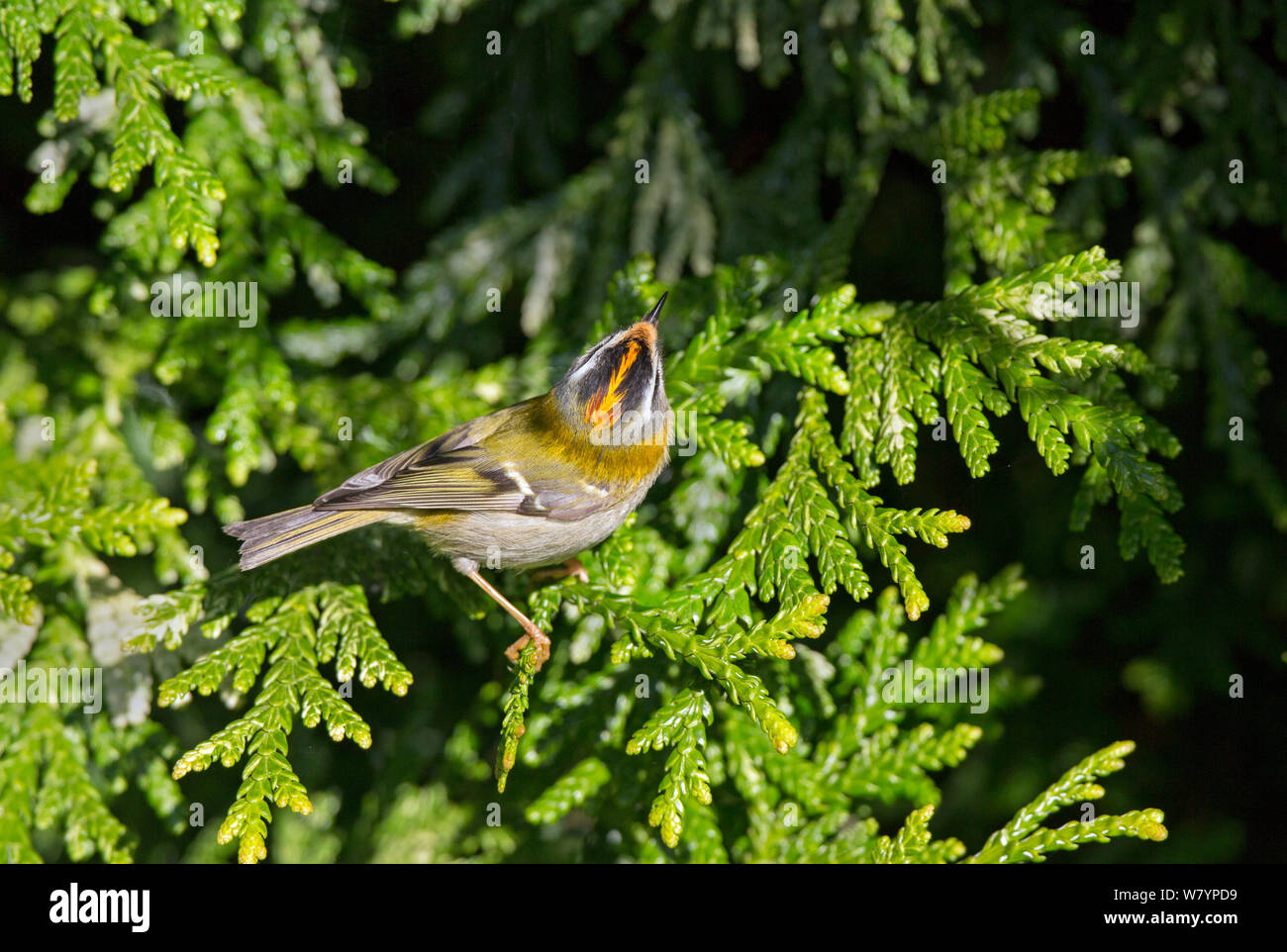 Firecrest (Regulus ignicapillus) male, Wiltshire, UK, April Stock Photo ...