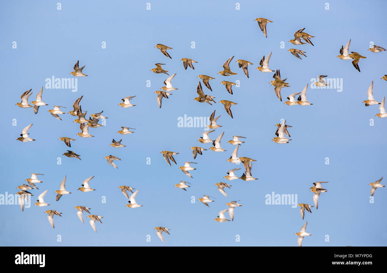 Golden plover flying hi-res stock photography and images - Alamy