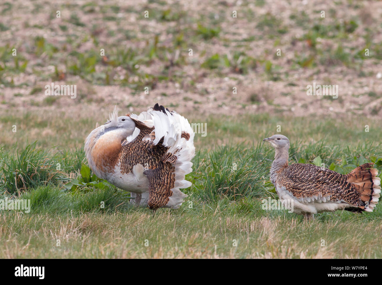 Female bustard hi-res stock photography and images - Alamy