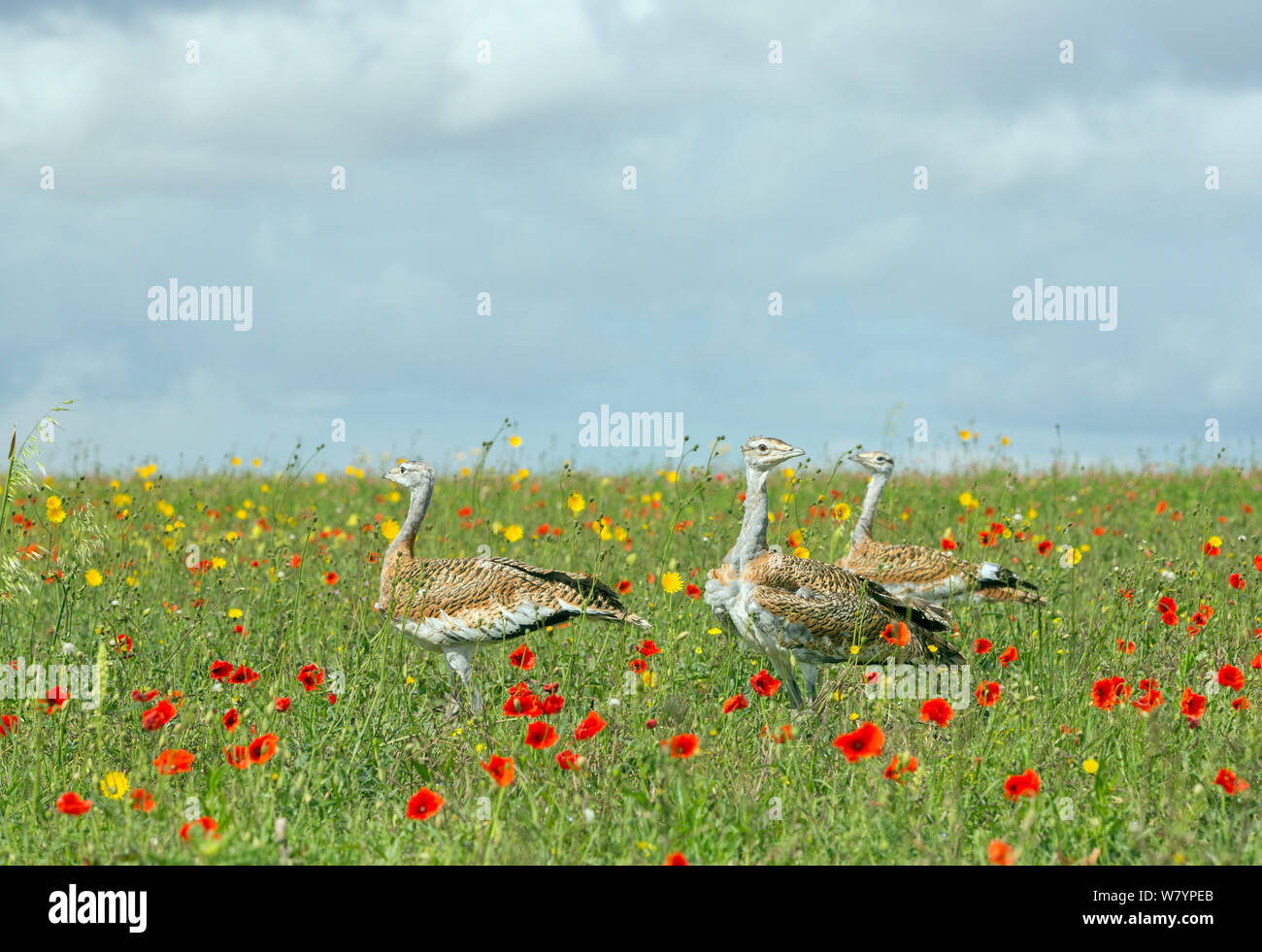 Great bustard (Otis tarda) juveniles hatched in Wiltshire from eggs ...