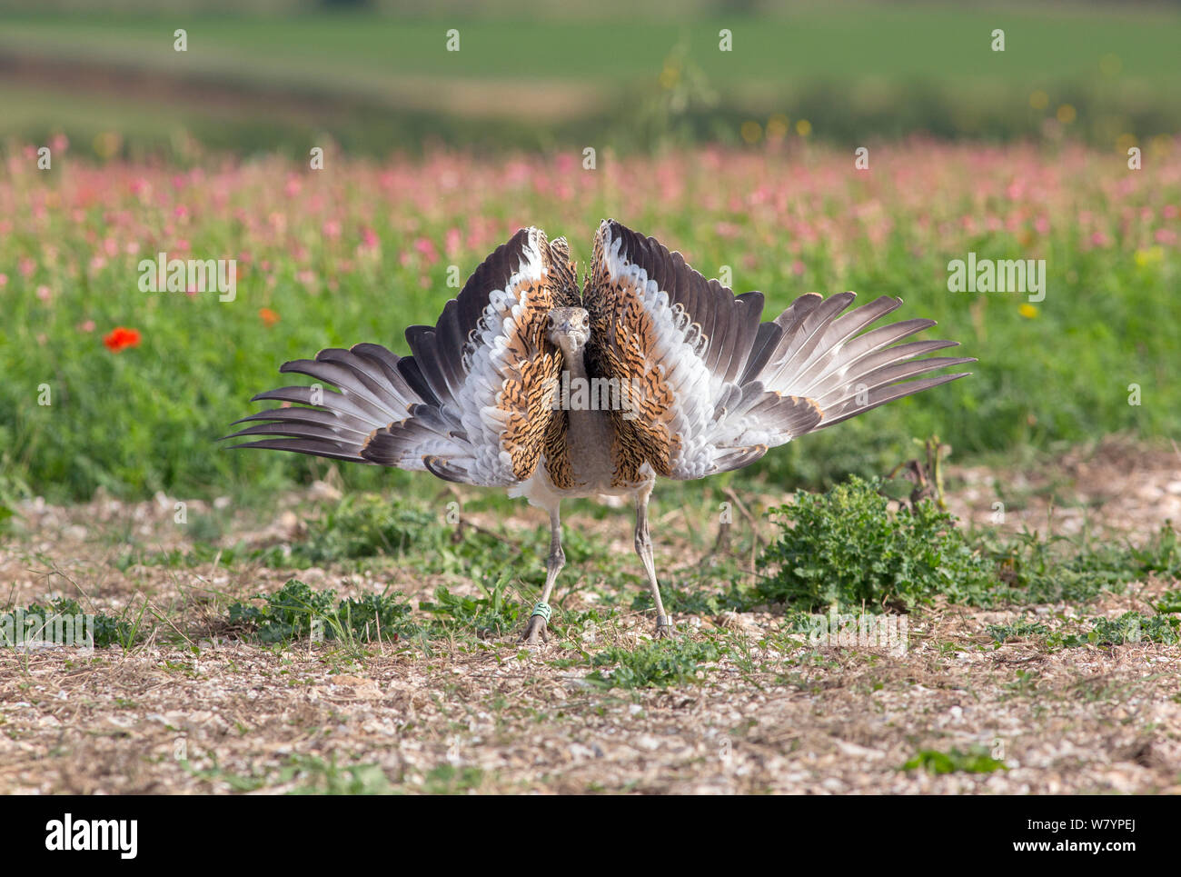 Great bustard (Otis tarda) juvenile hatched in Wiltshire from eggs ...