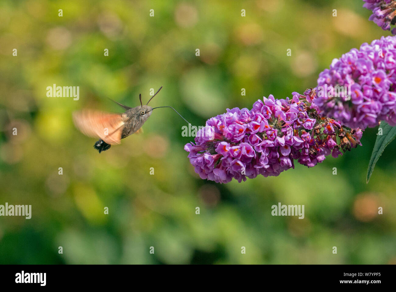 Hummingbird moth uk hi-res stock photography and images - Alamy