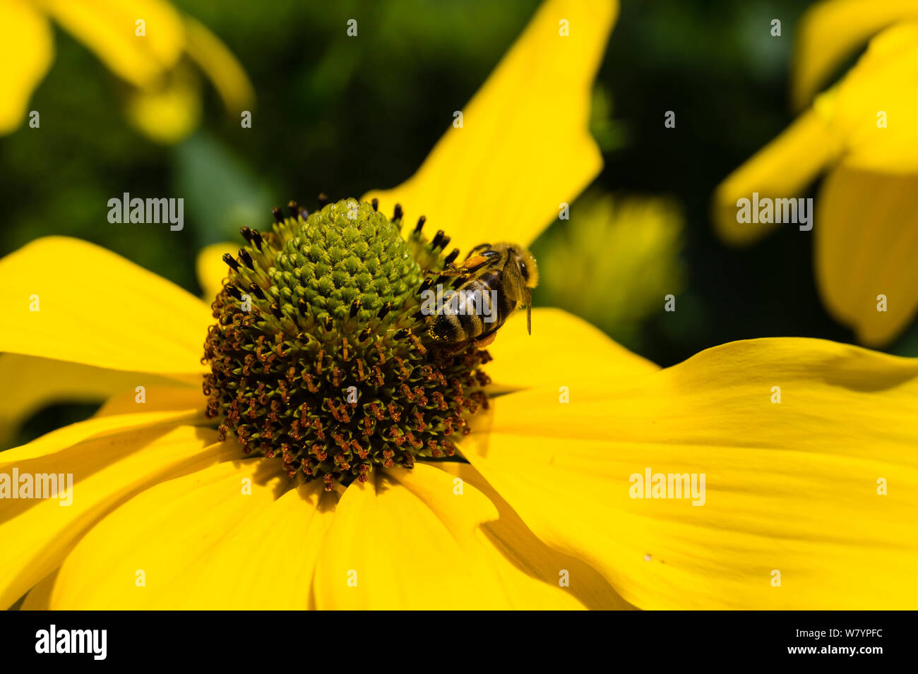The insects collect pollen in the garden Stock Photo - Alamy