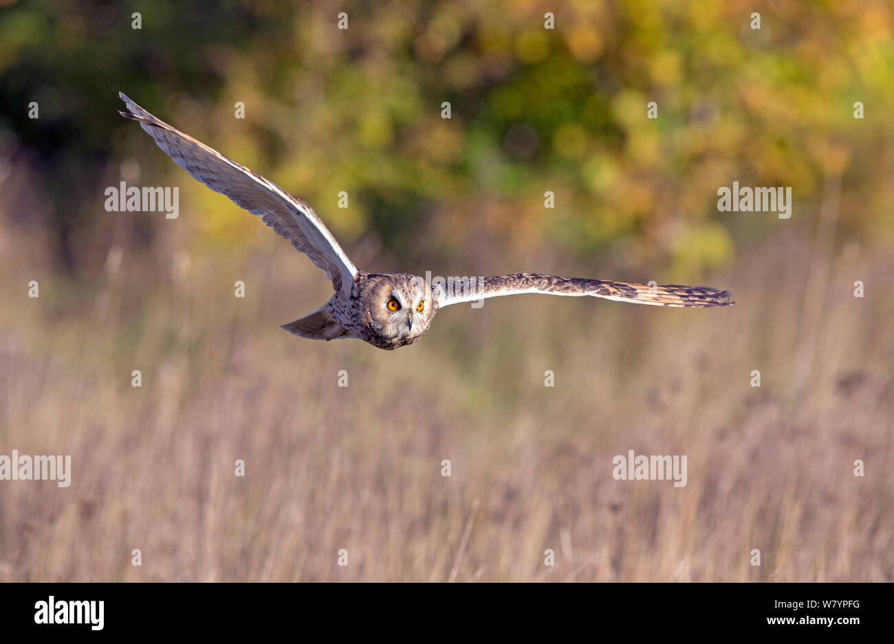Long-eared owl (Asio Otus) flying. Captive, native to the Northern ...