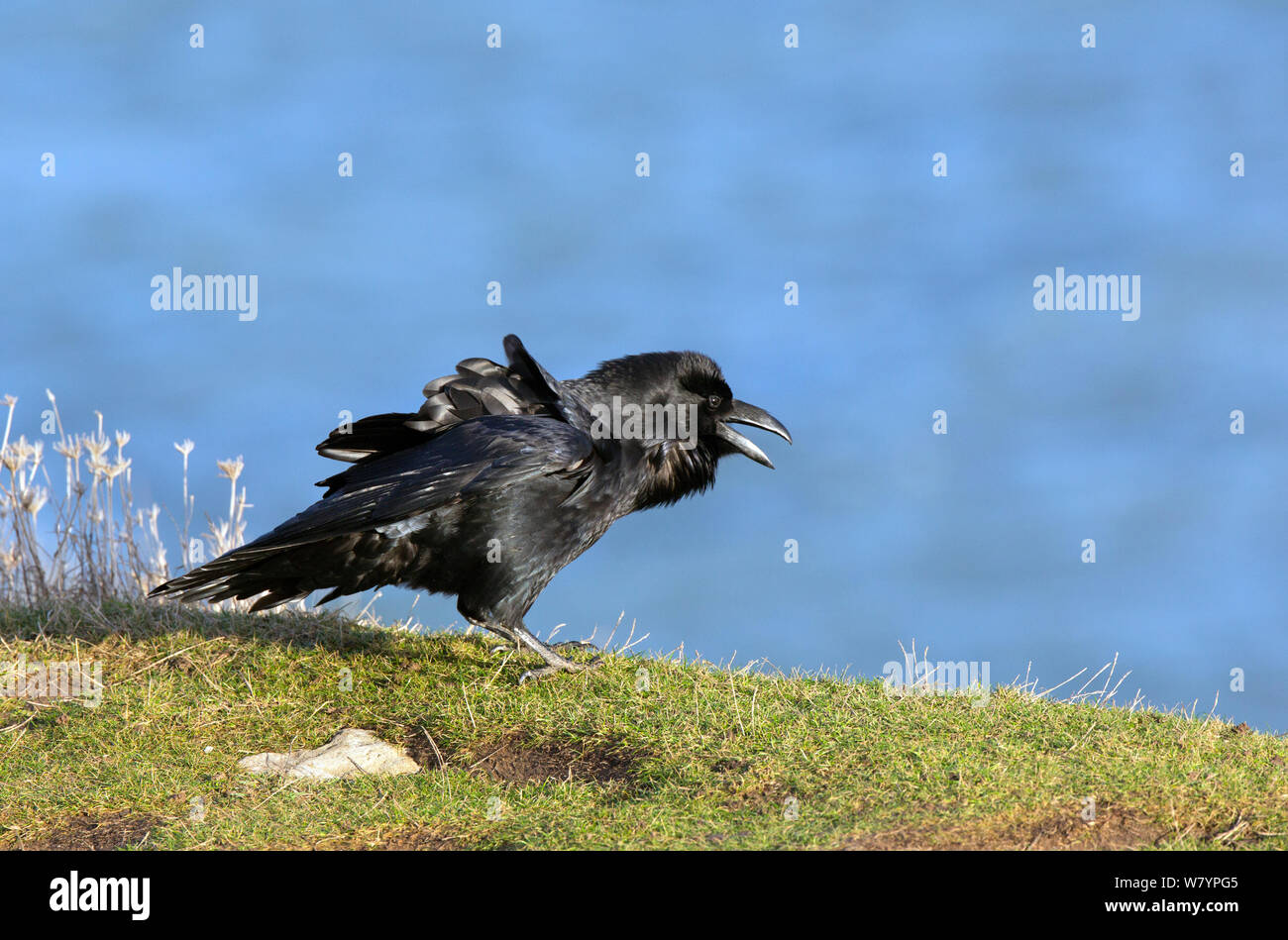 Raven on cliff top, Portland bill Dorset Stock Photo - Alamy