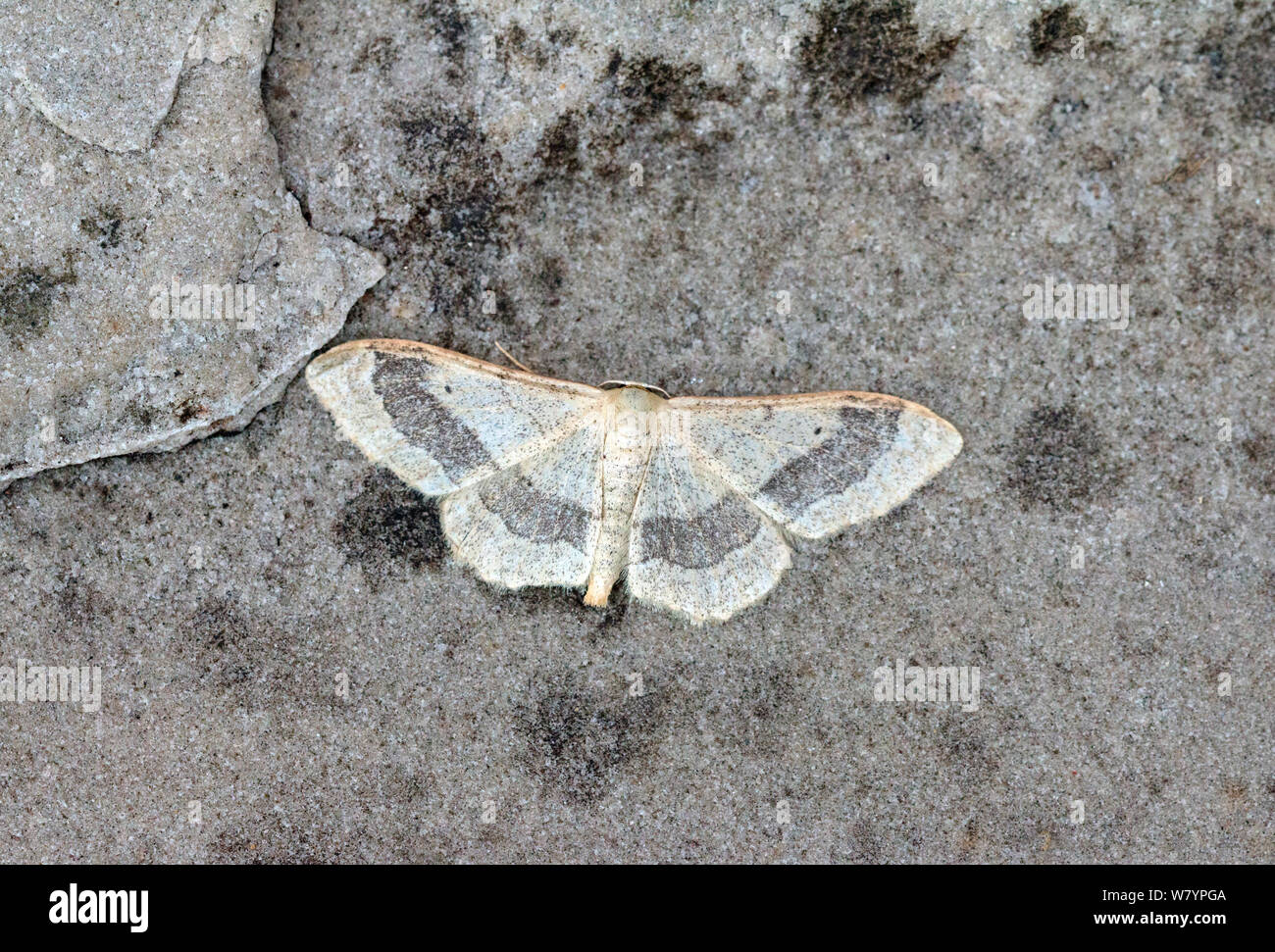 Riband wave moth (Idaea aversata) on stone, Wiltshire, UK, July Stock ...