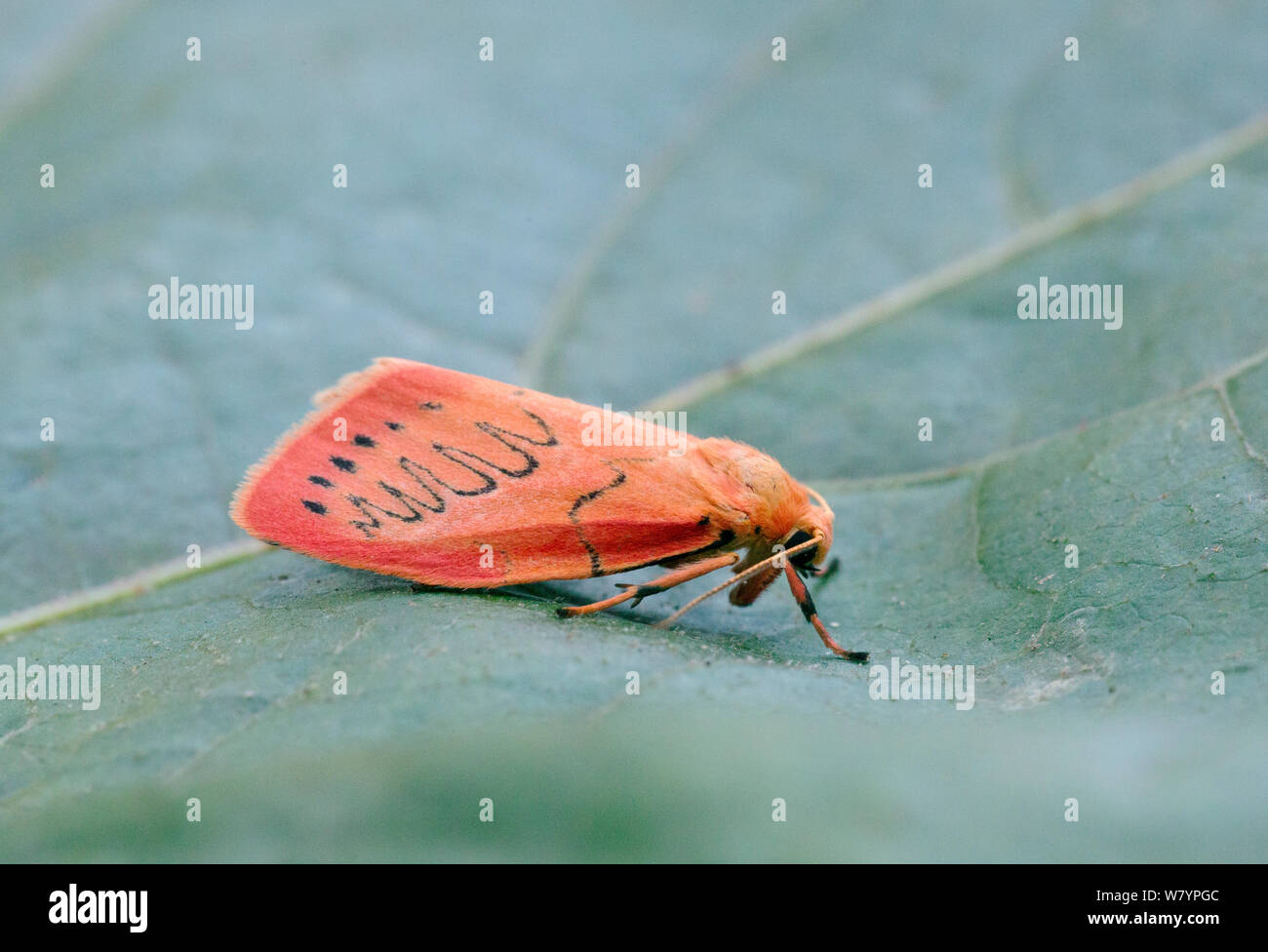 Rosy footman moth (Miltochrista miniata) on leaf, Wiltshire, UK, July ...