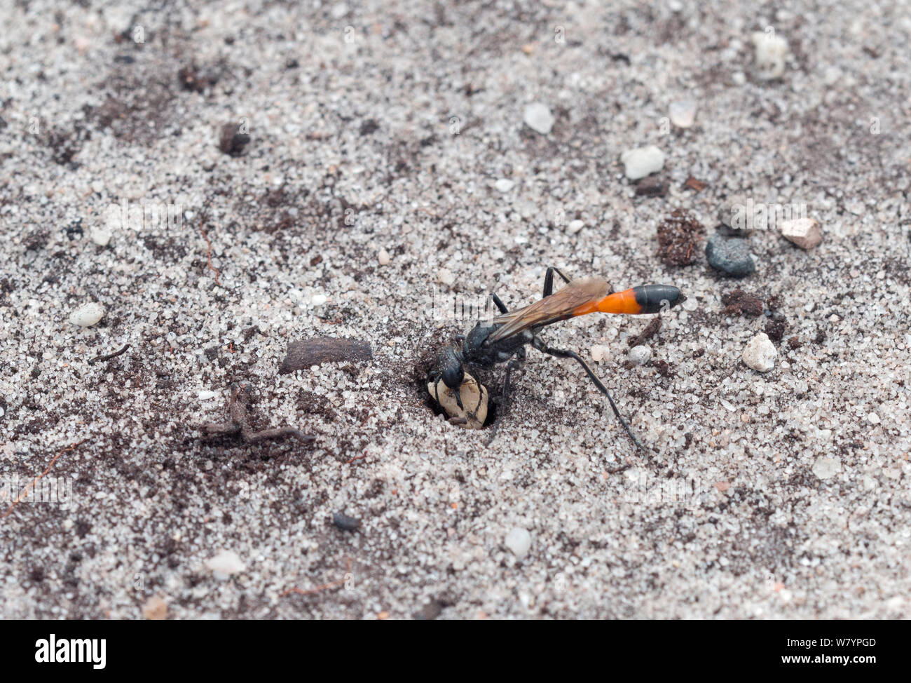 Sand wasp (Ammophila sabulosa) at burrow entrance, Arne, Dorset, UK ...