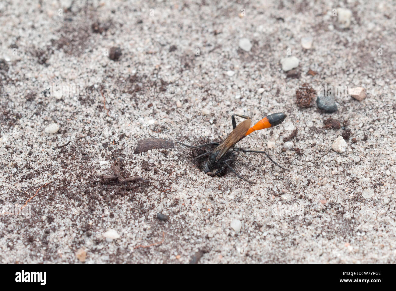 Sand wasp uk hi-res stock photography and images - Alamy