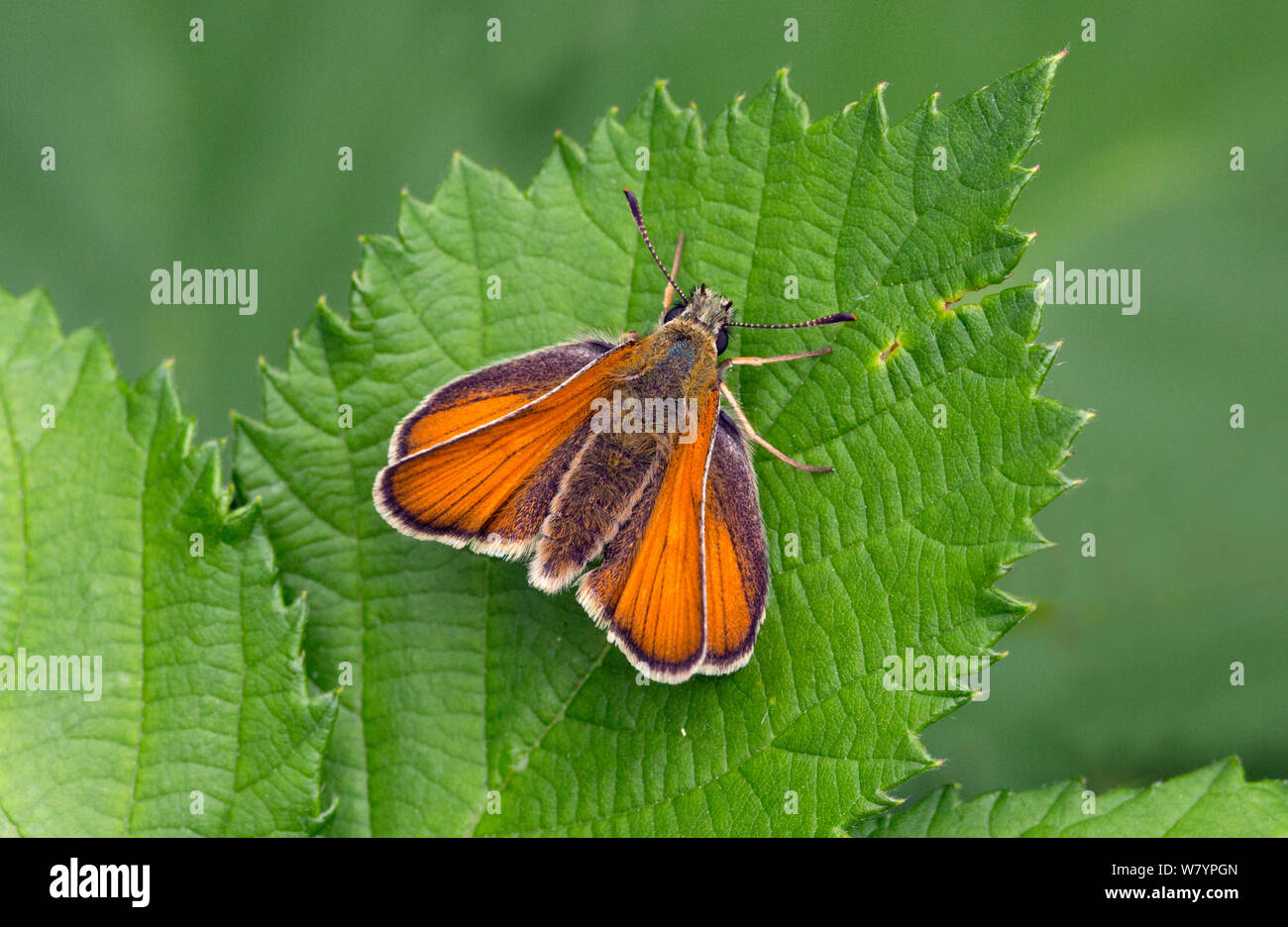 Skipper butterfly insect wildlife hi-res stock photography and images ...
