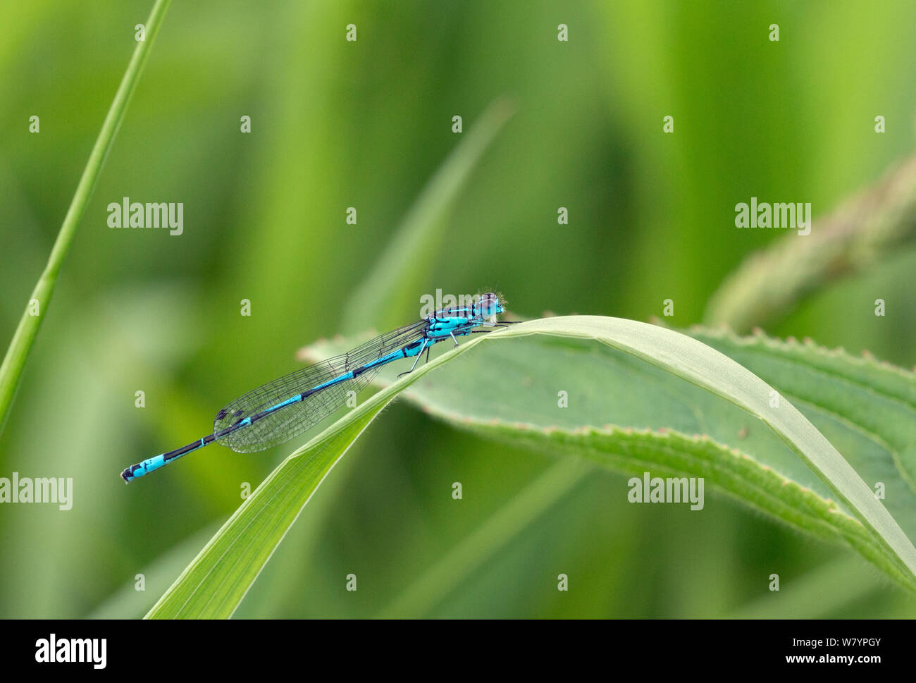 Variable Damselfly High Resolution Stock Photography and Images - Alamy