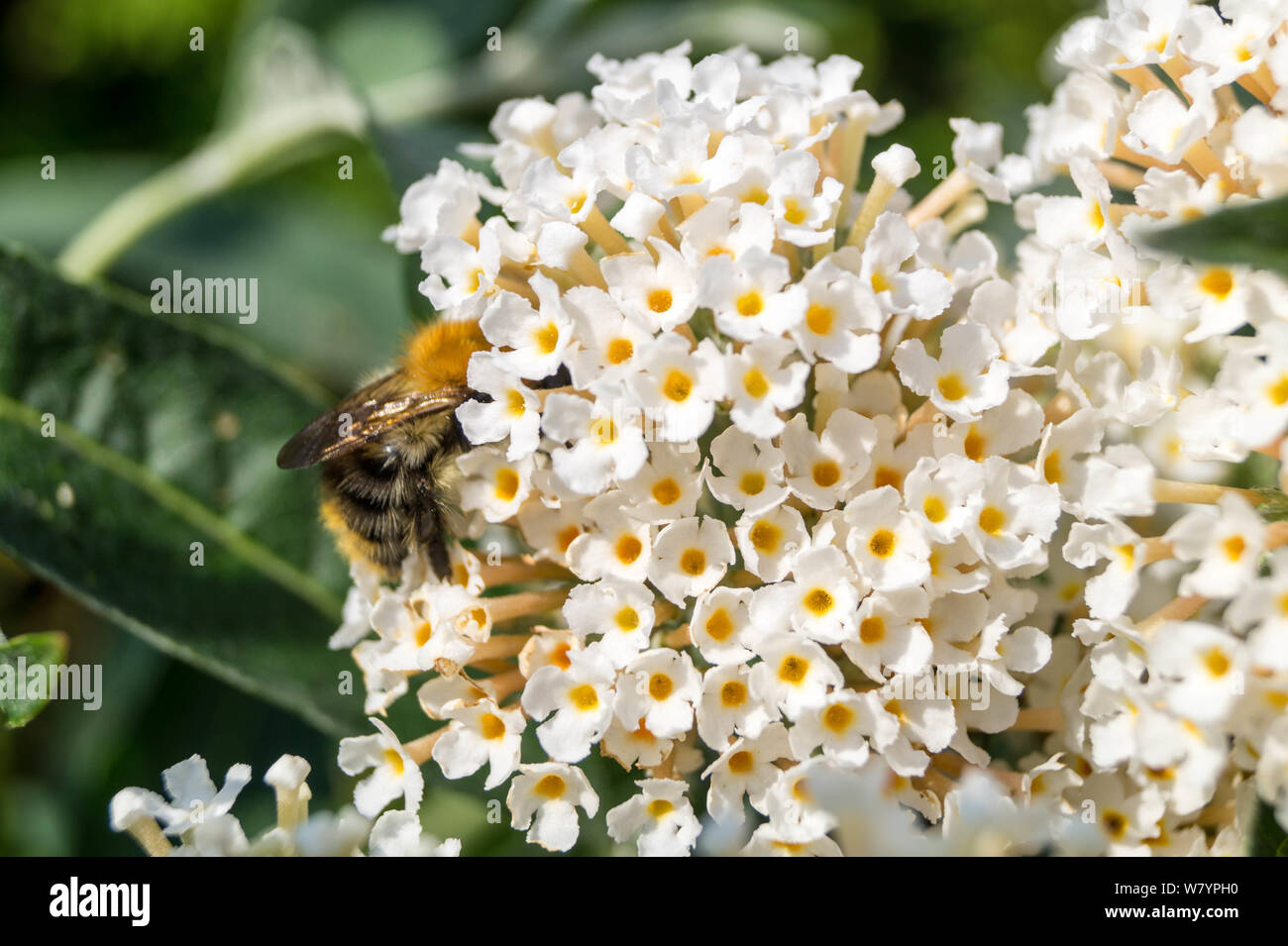 The insects collect pollen in the garden Stock Photo - Alamy