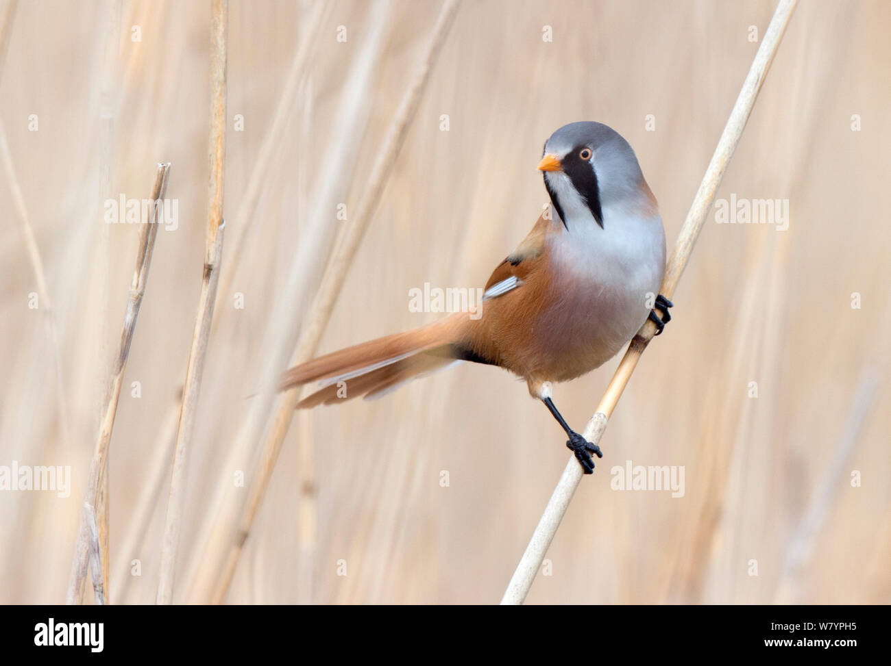 Bearded tit (Panurus biarmicus) male, Radipole RSPB Reserve, Dorset, UK ...