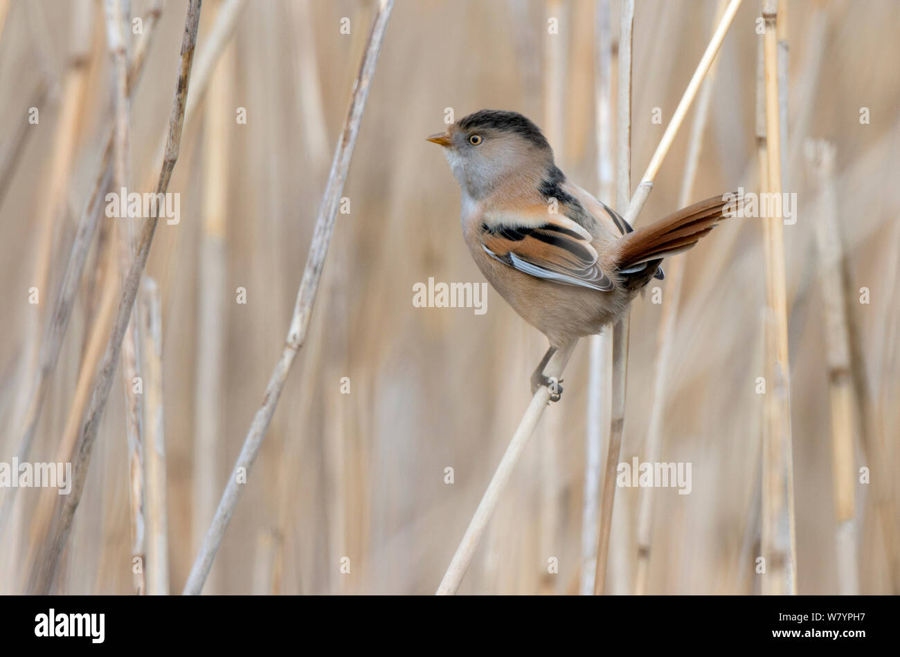 Bearded tit (Panurus biarmicus) female, Radipole RSPB Reserve, Dorset ...