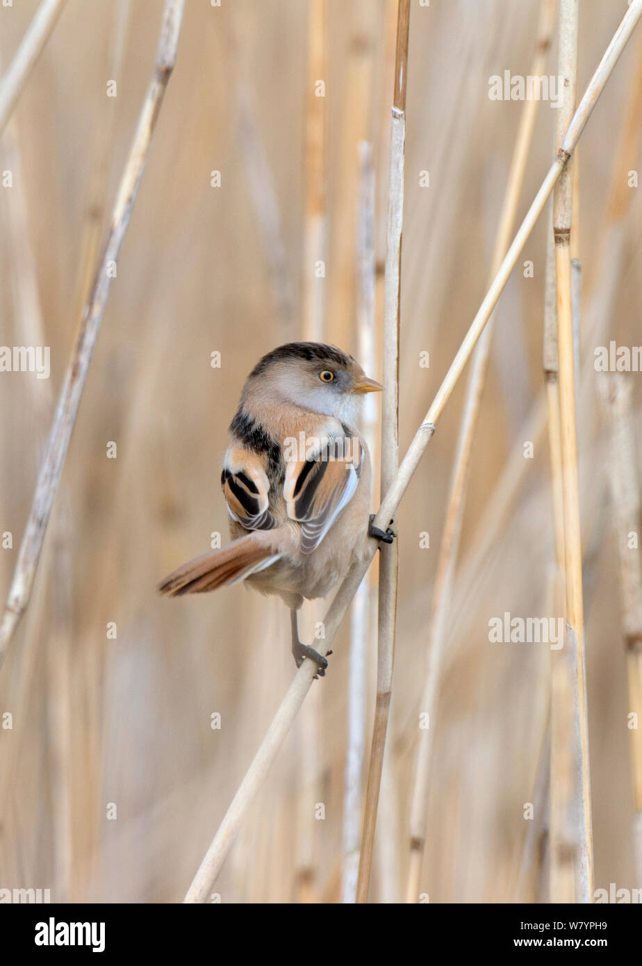 Bearded tit (Panurus biarmicus) female, Radipole RSPB Reserve, Dorset ...