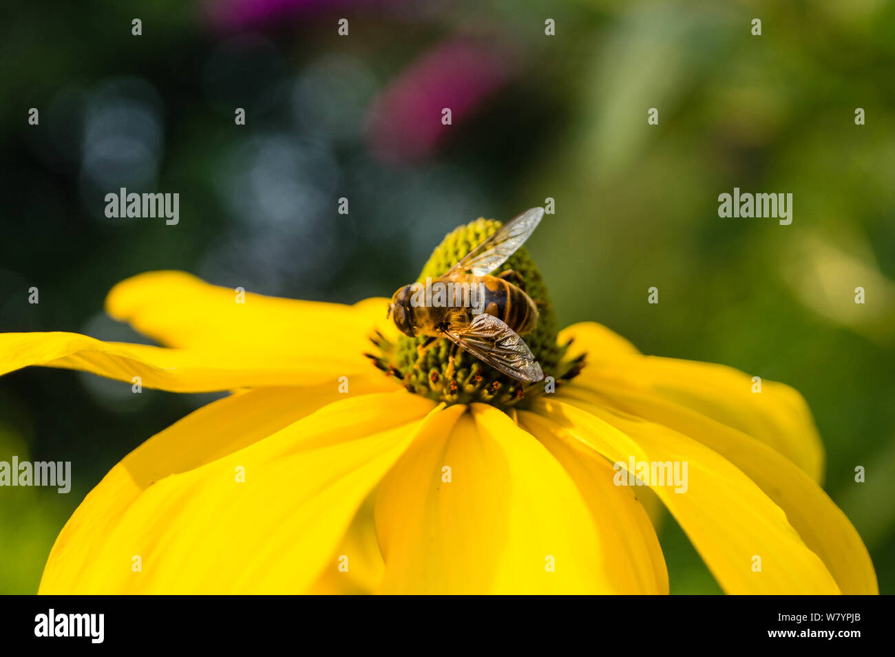 The insects collect pollen in the garden Stock Photo - Alamy