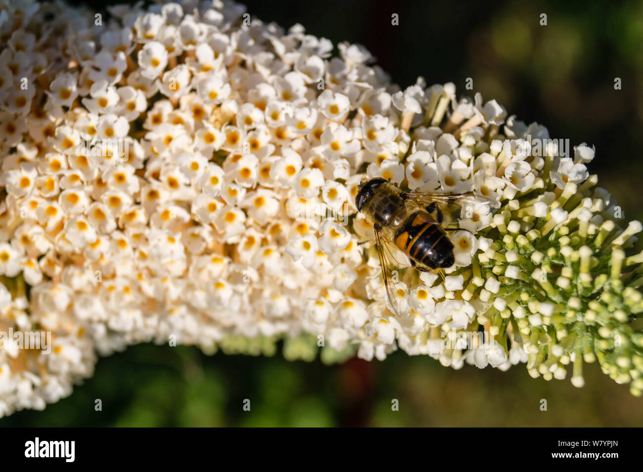 The insects collect pollen in the garden Stock Photo - Alamy