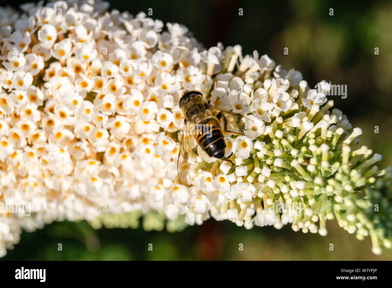 The insects collect pollen in the garden Stock Photo - Alamy