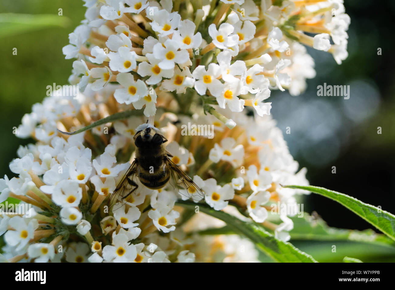 The insects collect pollen in the garden Stock Photo - Alamy