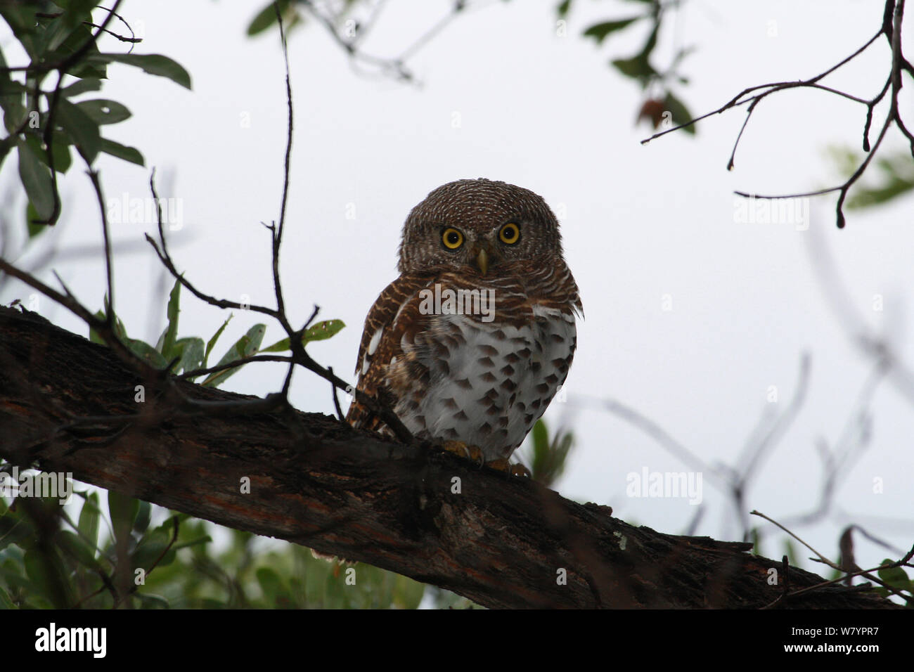 African barred owlet (Glaucidium capense) Sioma Nqwezi Park, Zambia ...
