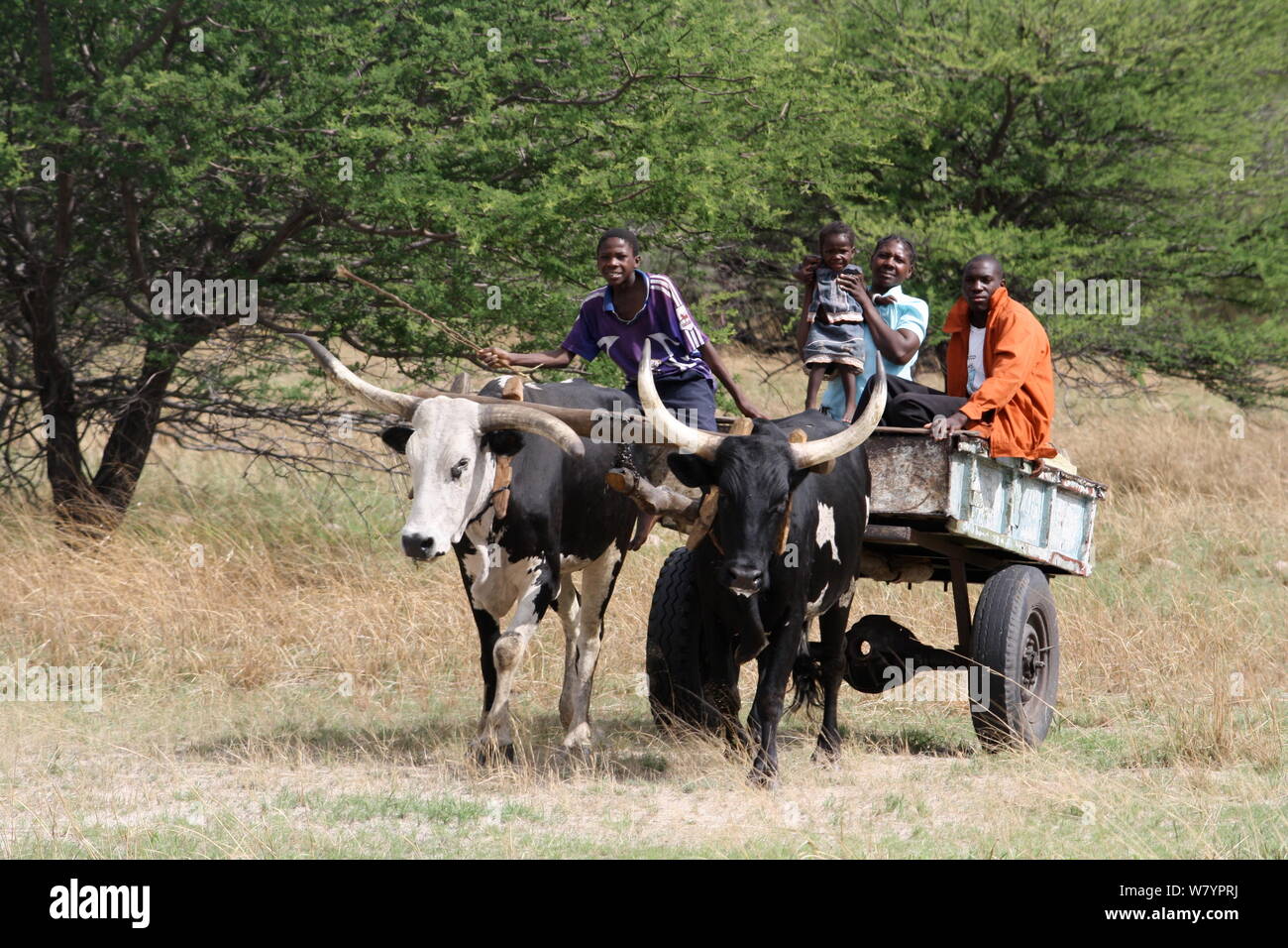 Zebu carts hi-res stock photography and images - Alamy