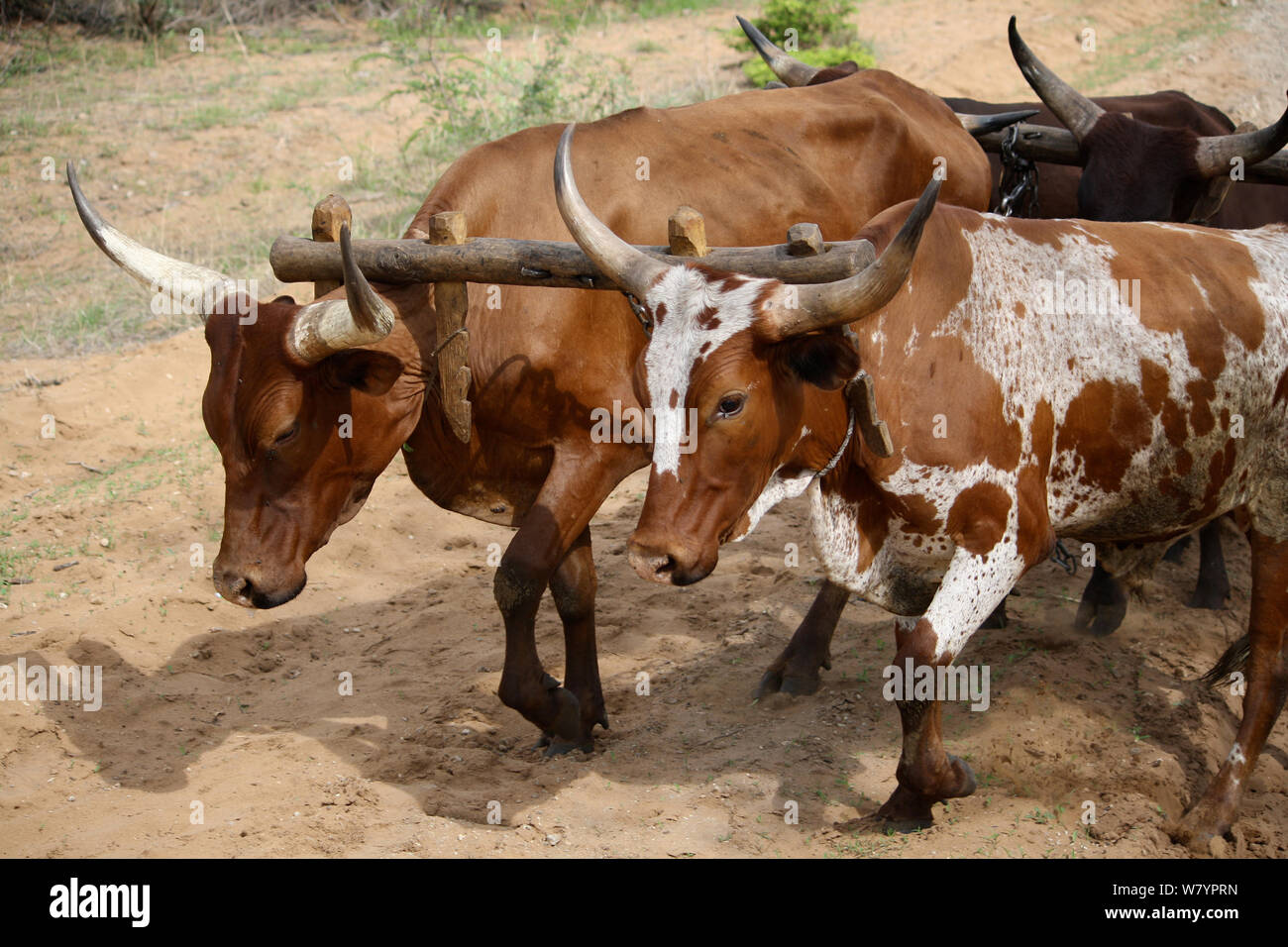 Cattle team, Sioma Nqwezi Park, Zambia. November 2010 Stock Photo - Alamy
