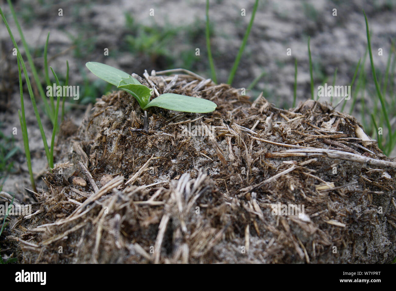 Elephant dung seedling hi-res stock photography and images - Alamy