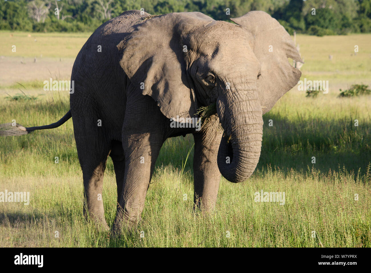 Luanga hi-res stock photography and images - Alamy