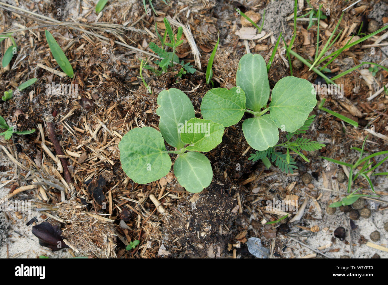 Elephant dung seedling hi-res stock photography and images - Alamy