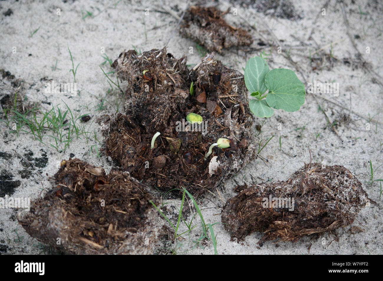 Elephant Dung High Resolution Stock Photography and Images - Alamy