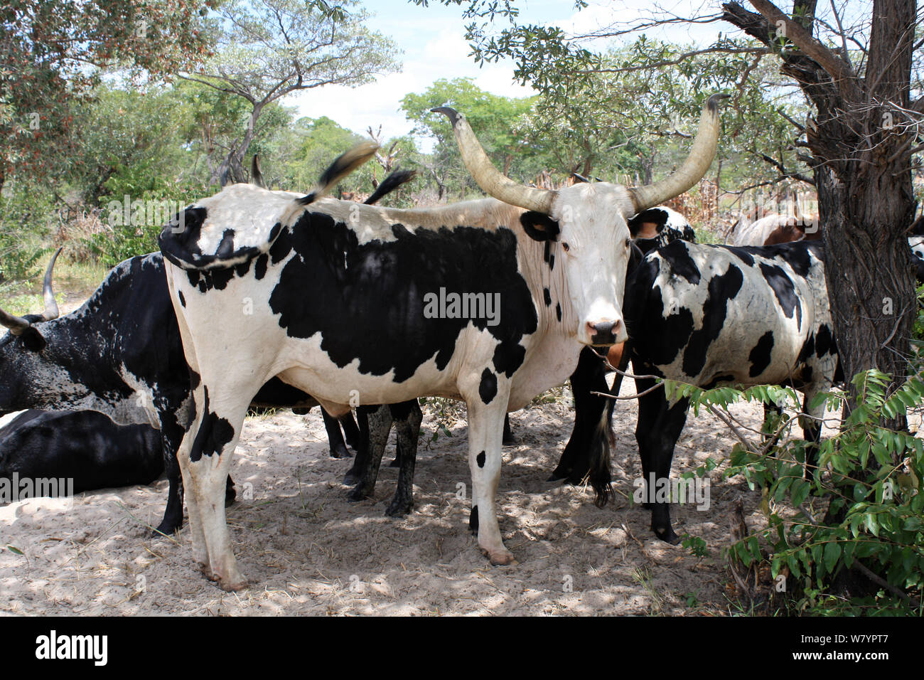 Zambia culture hi-res stock photography and images - Alamy