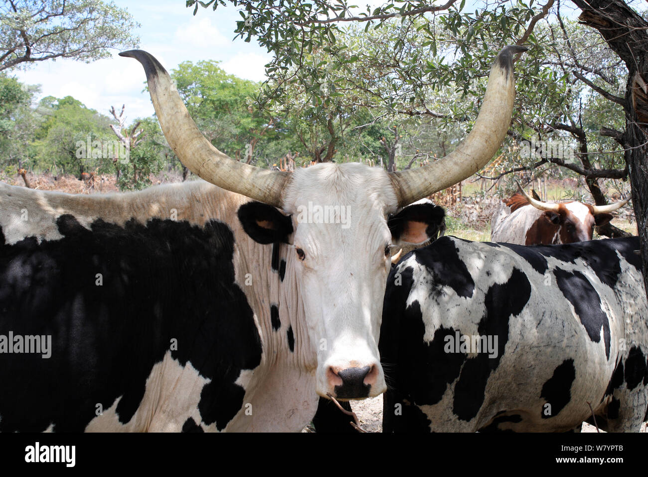 Indigenous culture hi-res stock photography and images - Alamy