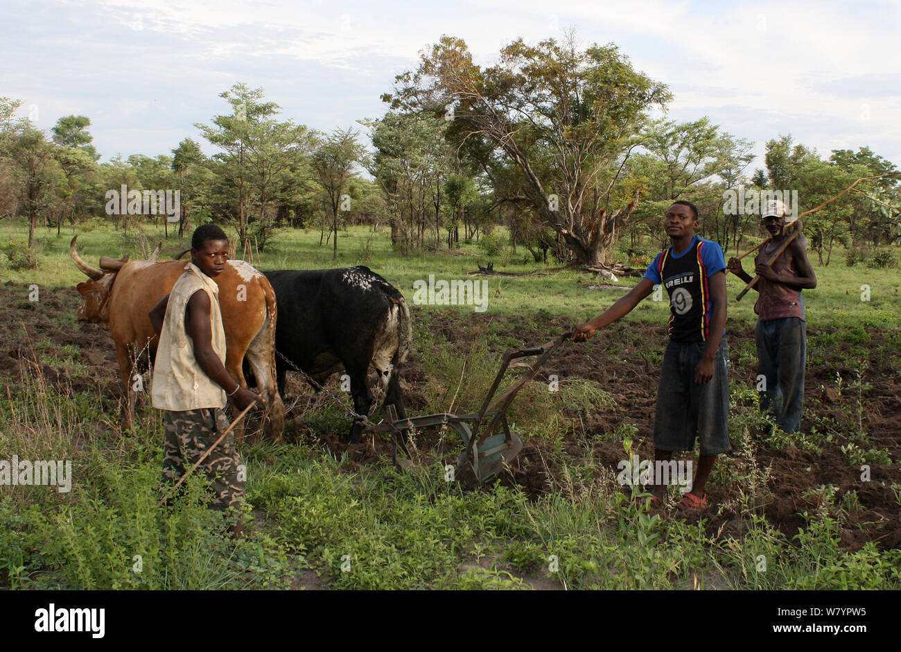 Lozi men ploughing with cattle, Lozi People, Sioma Nqwezi Park, Zambia ...