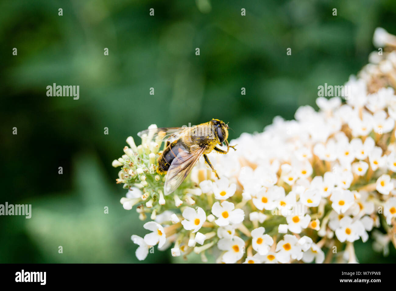 The insects collect pollen in the garden Stock Photo - Alamy