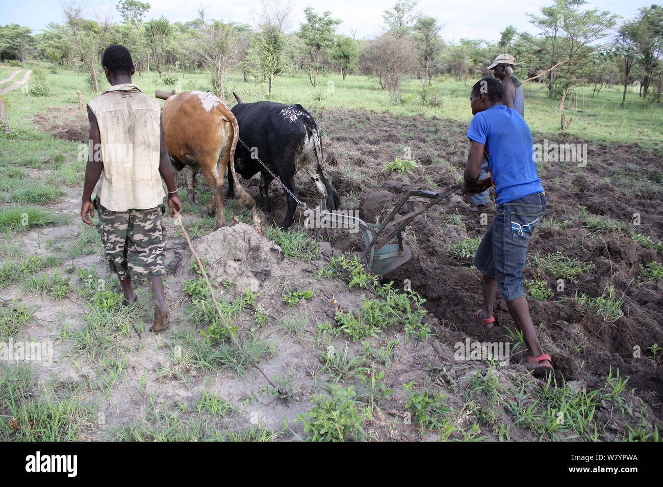 Lozi hi-res stock photography and images - Alamy