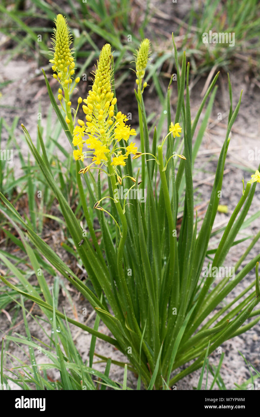 Namibian flower hi-res stock photography and images - Alamy