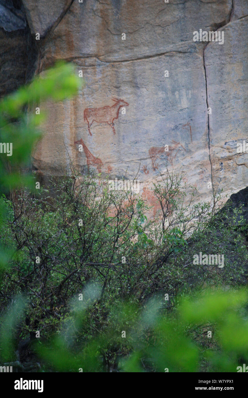 Rock paintings, Tsodilo hills UNESCO World Heritage Site, Botswana ...