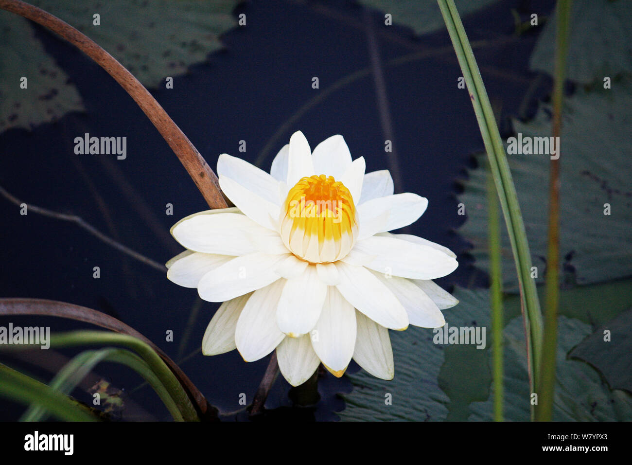 Nymphaea lotus hi-res stock photography and images - Alamy