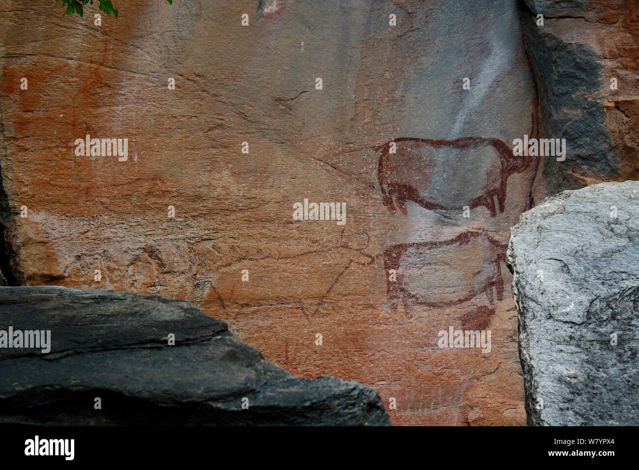 Rock paintings of Rhinoceros, Tsodilo hills UNESCO World Heritage Site ...