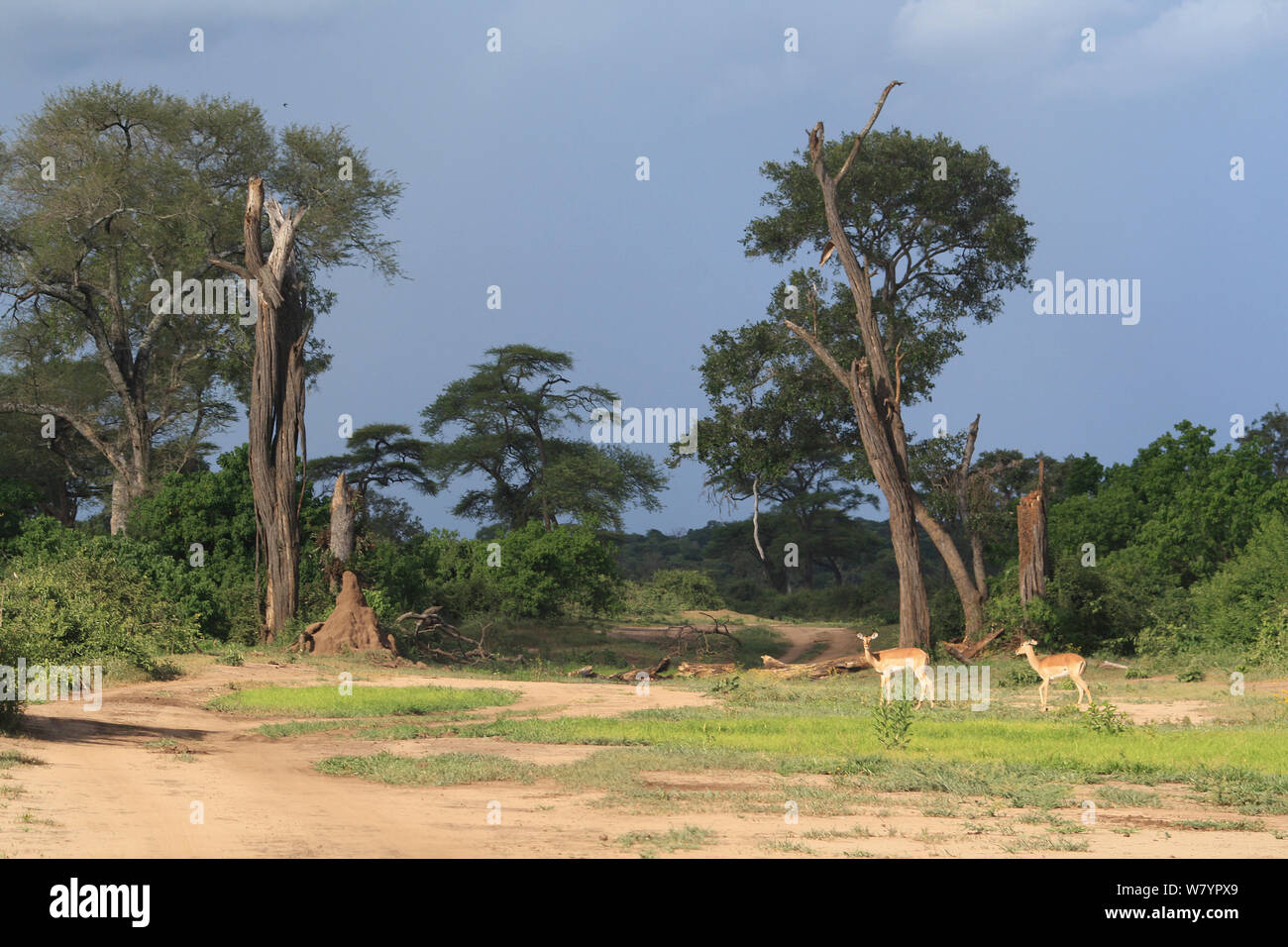 Elephant damage hi-res stock photography and images - Alamy