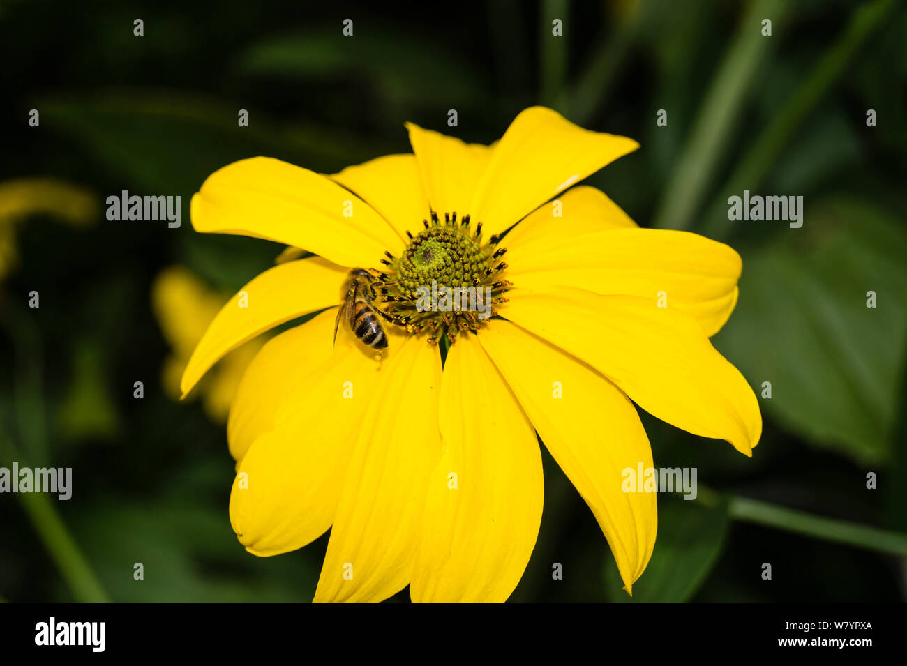 The insects collect pollen in the garden Stock Photo - Alamy
