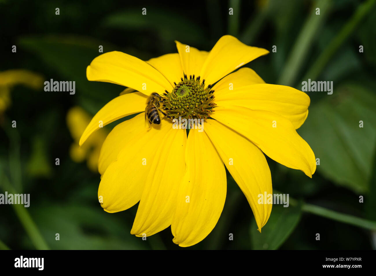 The insects collect pollen in the garden Stock Photo - Alamy