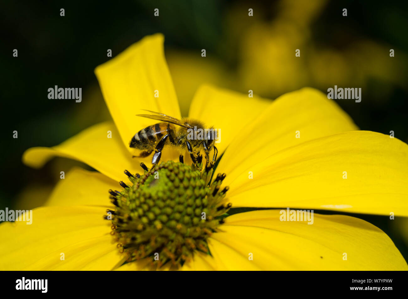 The insects collect pollen in the garden Stock Photo - Alamy