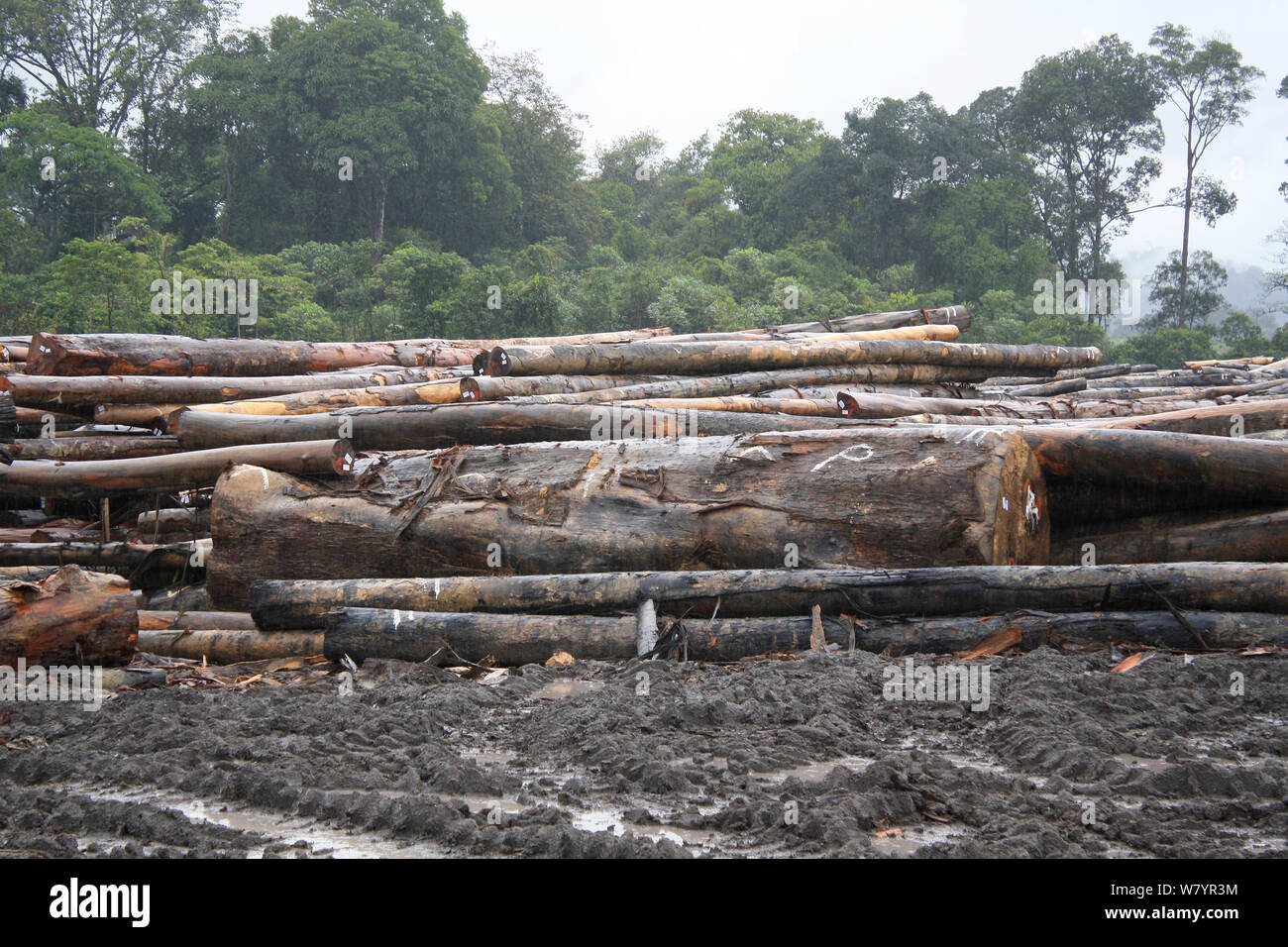 Deforestation for construction of dam, Sabah, Malaysian Borneo. July ...