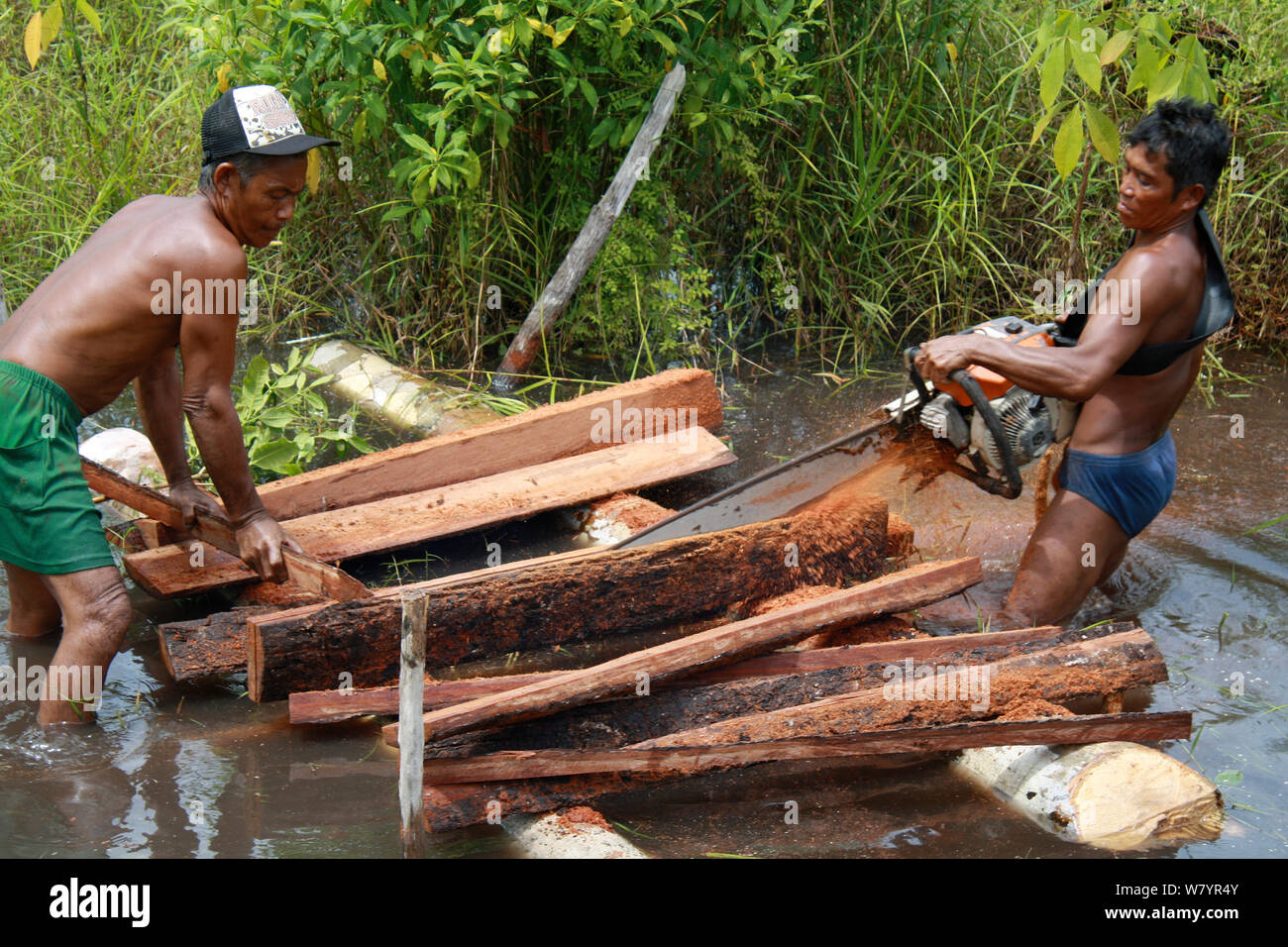 Deforestation - men cutting logs in river with chainsaw, Gunung Palung ...