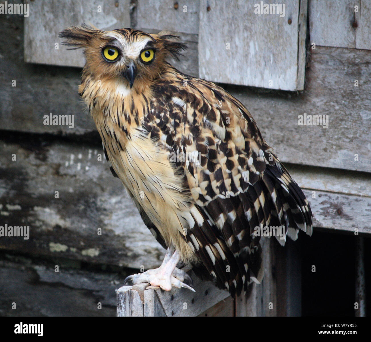 Buffy fish owl (Bubo ketupu),which raids fishing catch, Gunung Palung ...