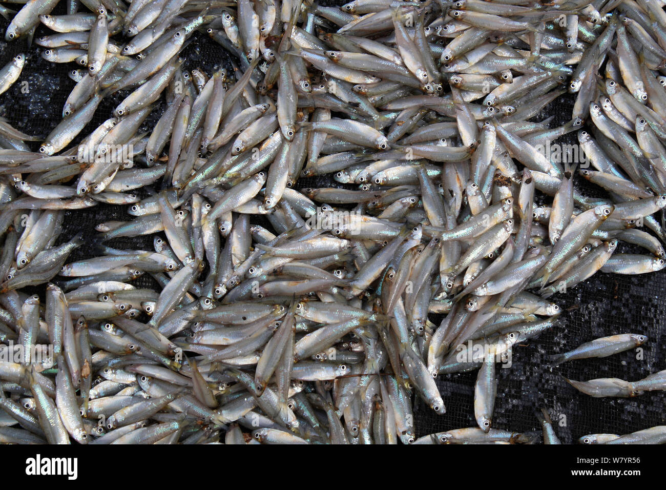 Catch of fish Gunung Palung National Park, West Kalimantan, Indonesian ...