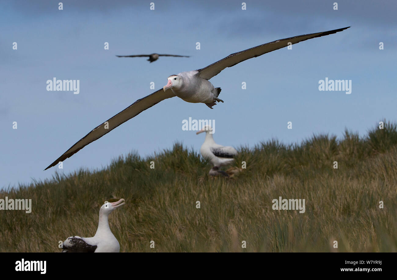 Wandering albatross (Diomedea exulans), in flight over South Georgia ...
